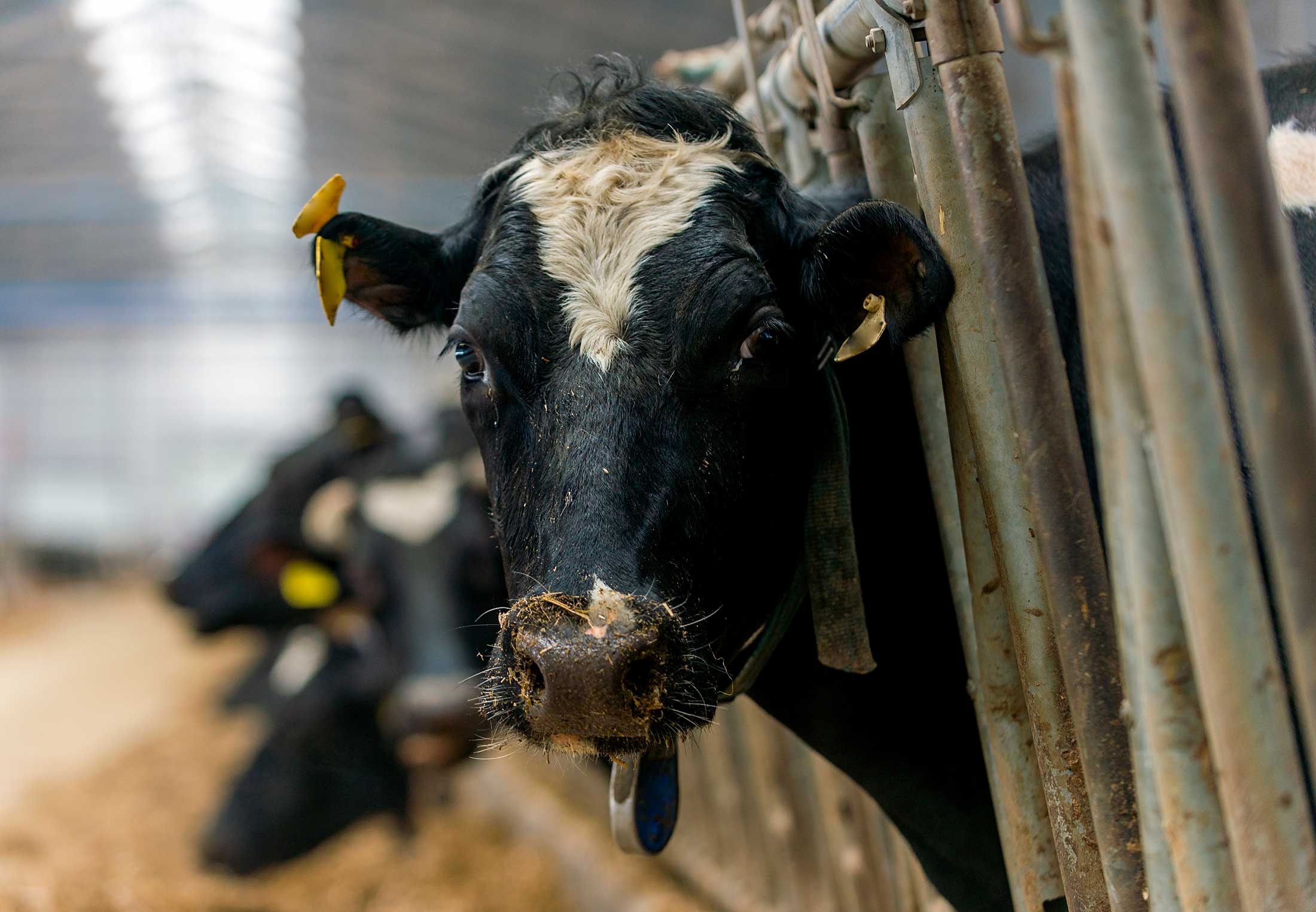 Methaan – het broeikasgas dat gevaarlijker is dan CO2 | wibnet.nl