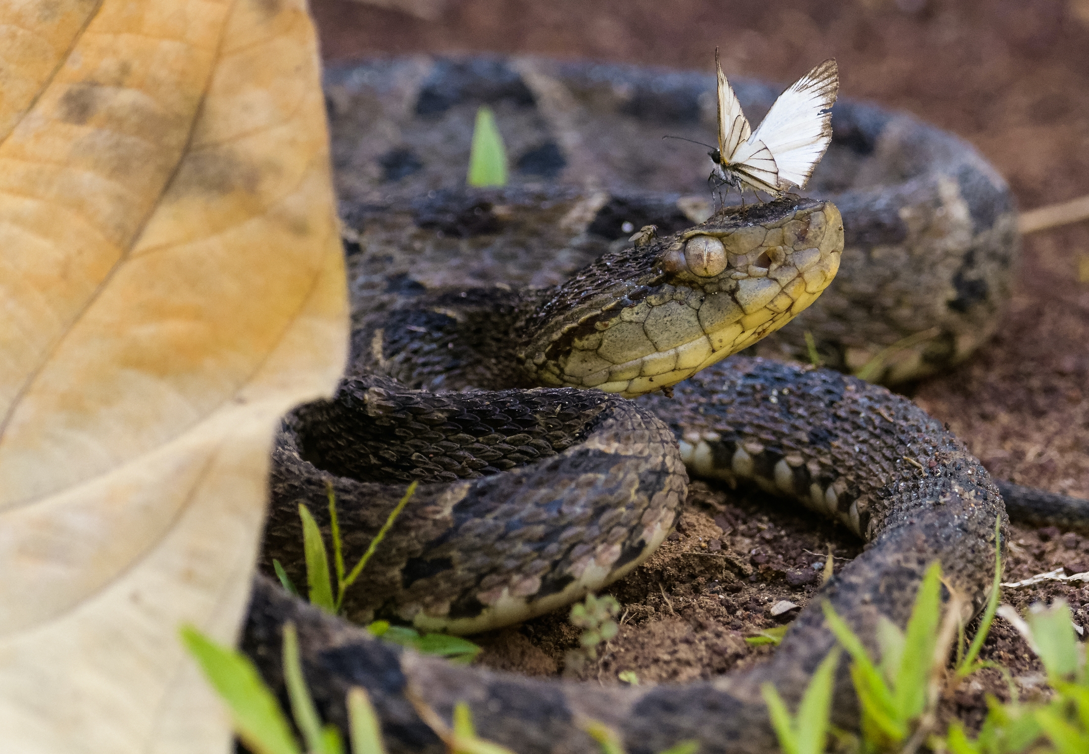 Verdens 5 farligste giftslanger | illvid.dk