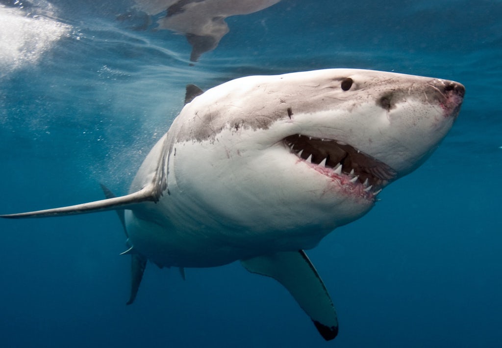 Haier – Få fakta om haier her | illvit.no