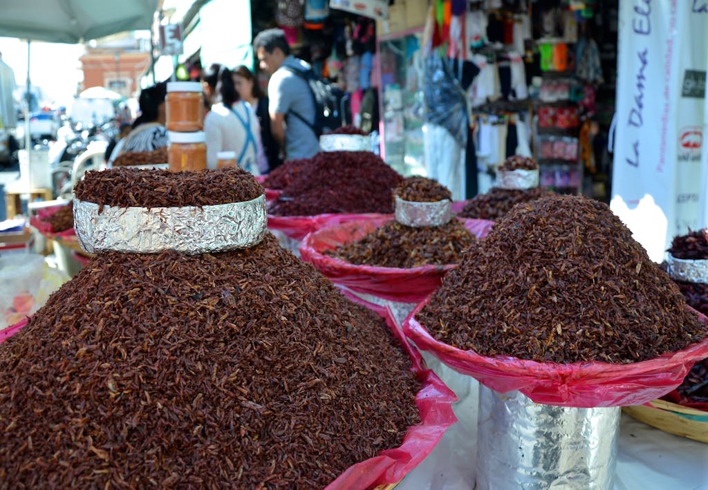 Insekter | Vad är insekter? Och vad äter de? | illvet.se