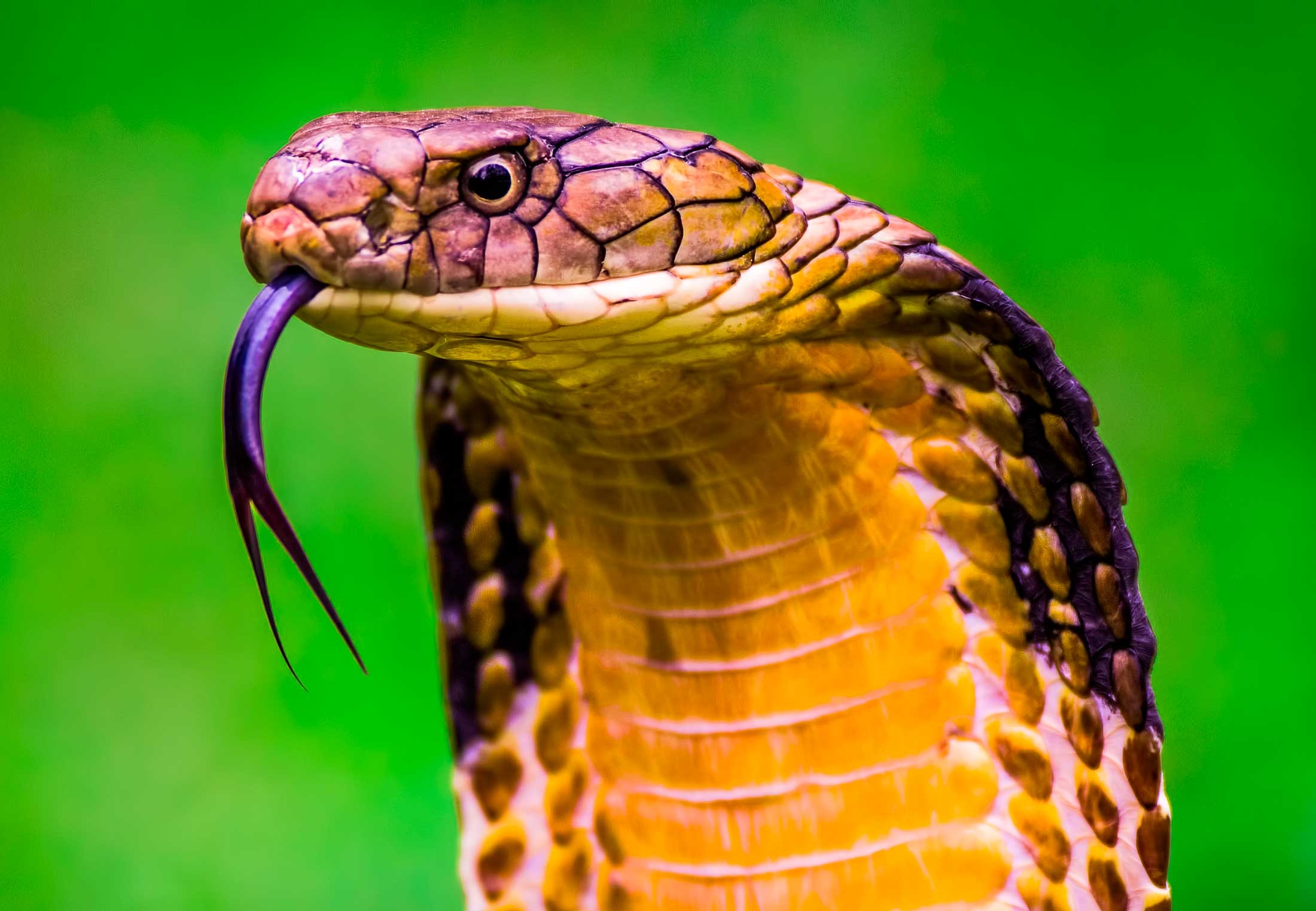 The 12 most dangerous animals to humans | scienceillustrated.com