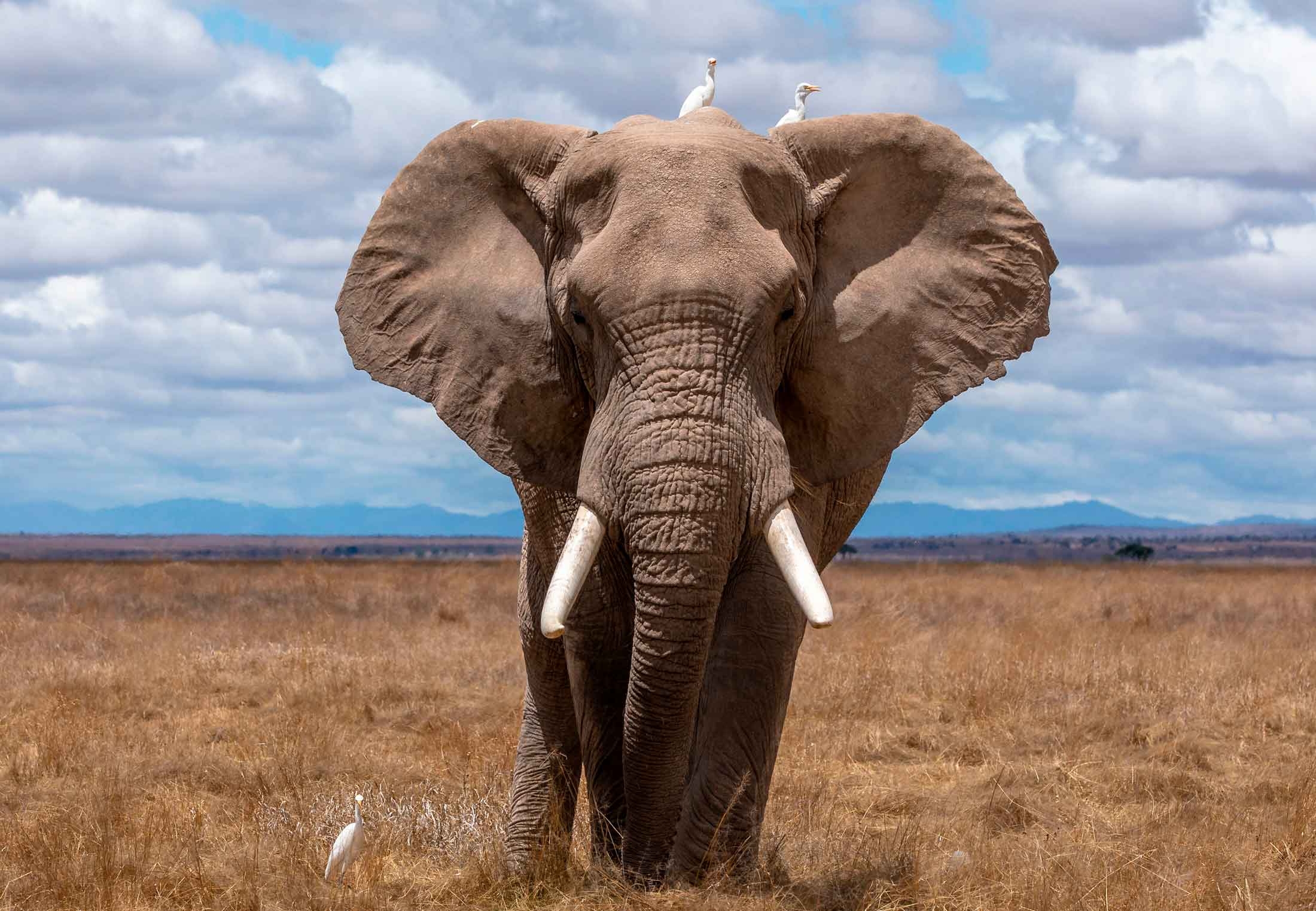 The 12 most dangerous animals to humans | scienceillustrated.com