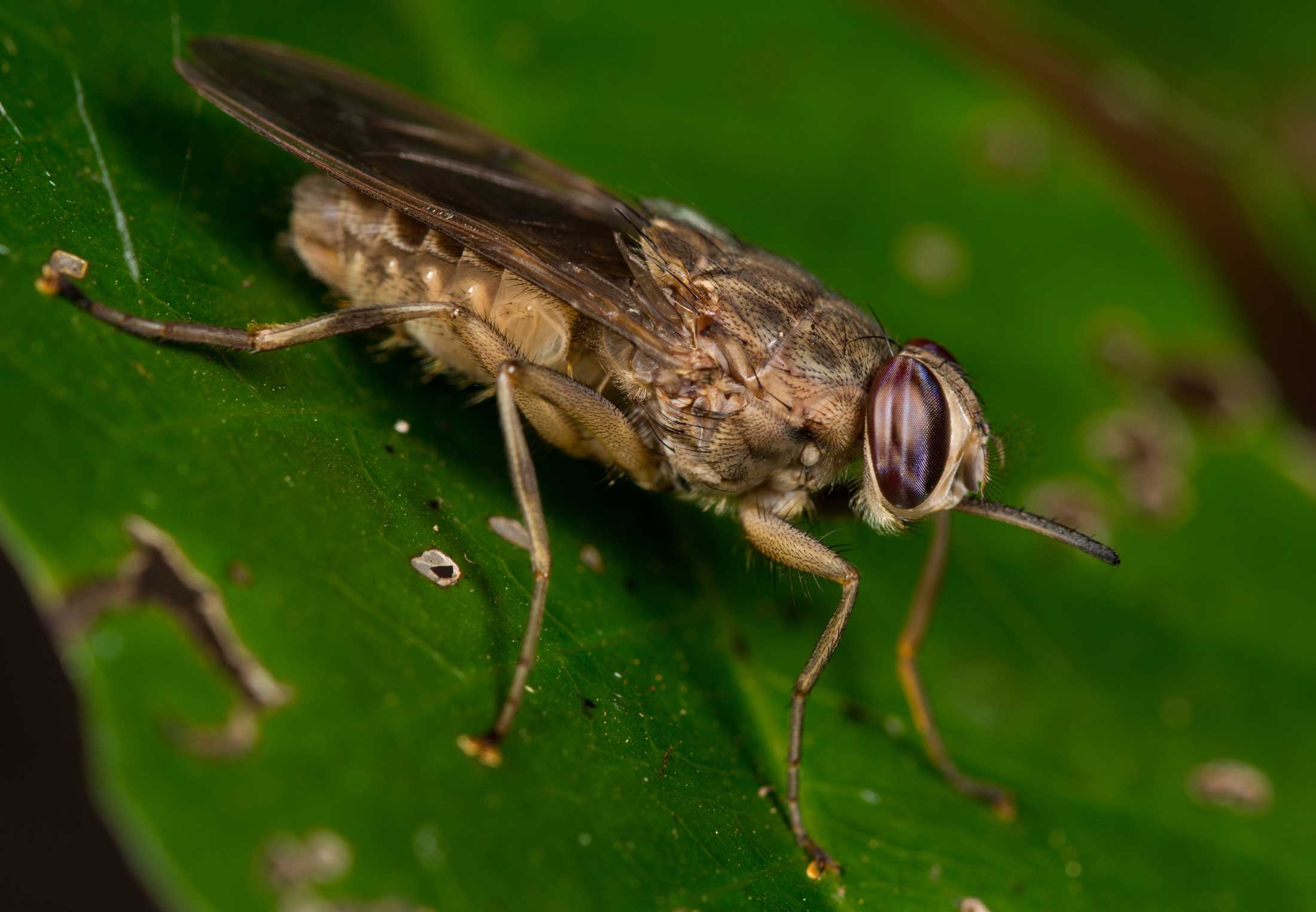 De 12 farligste dyr i verden | illvid.dk