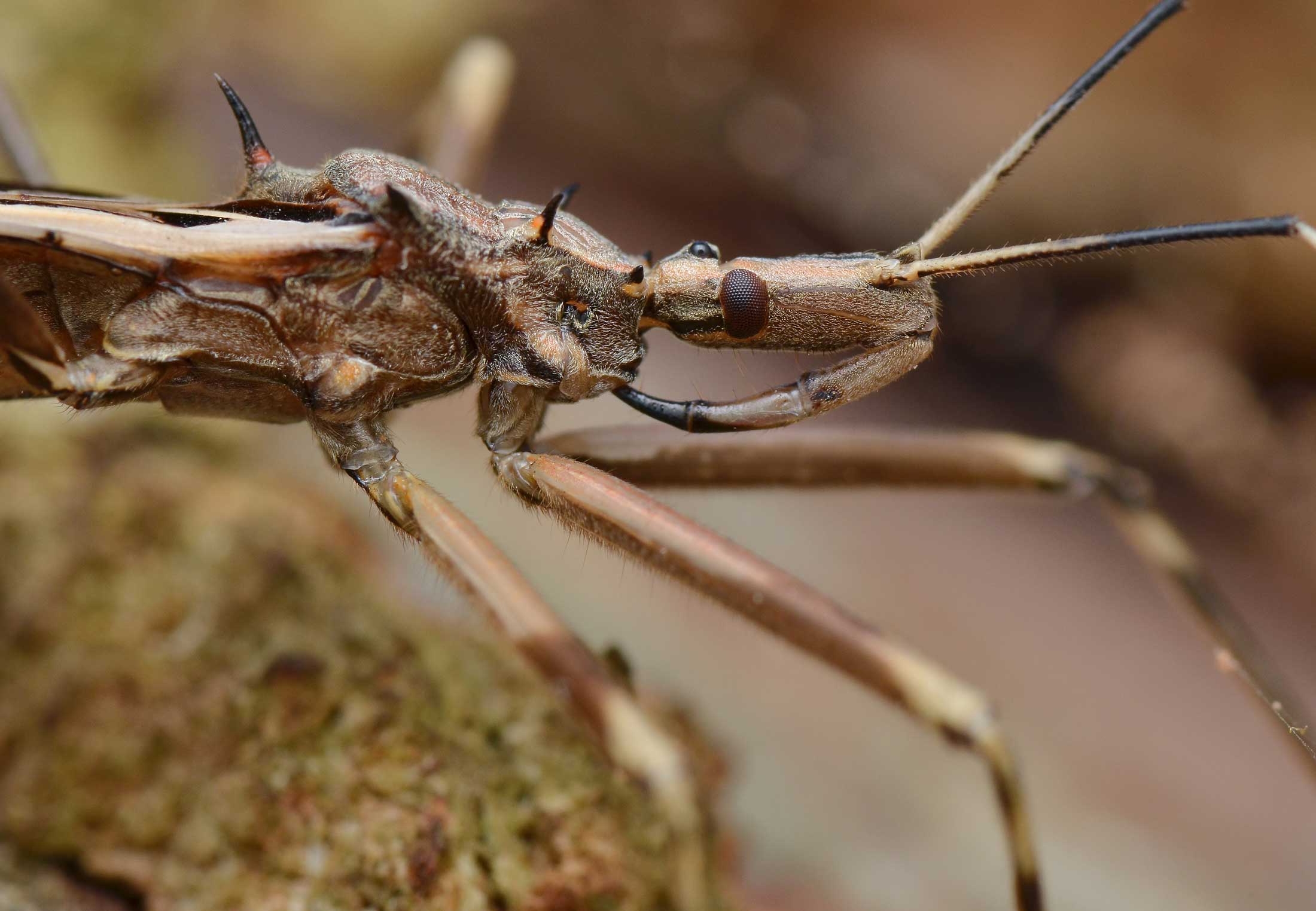 The 12 most dangerous animals to humans | scienceillustrated.com