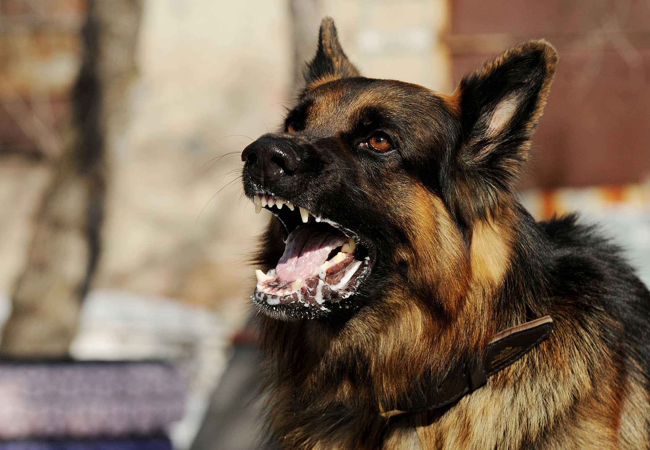 The 12 most dangerous animals to humans | scienceillustrated.com