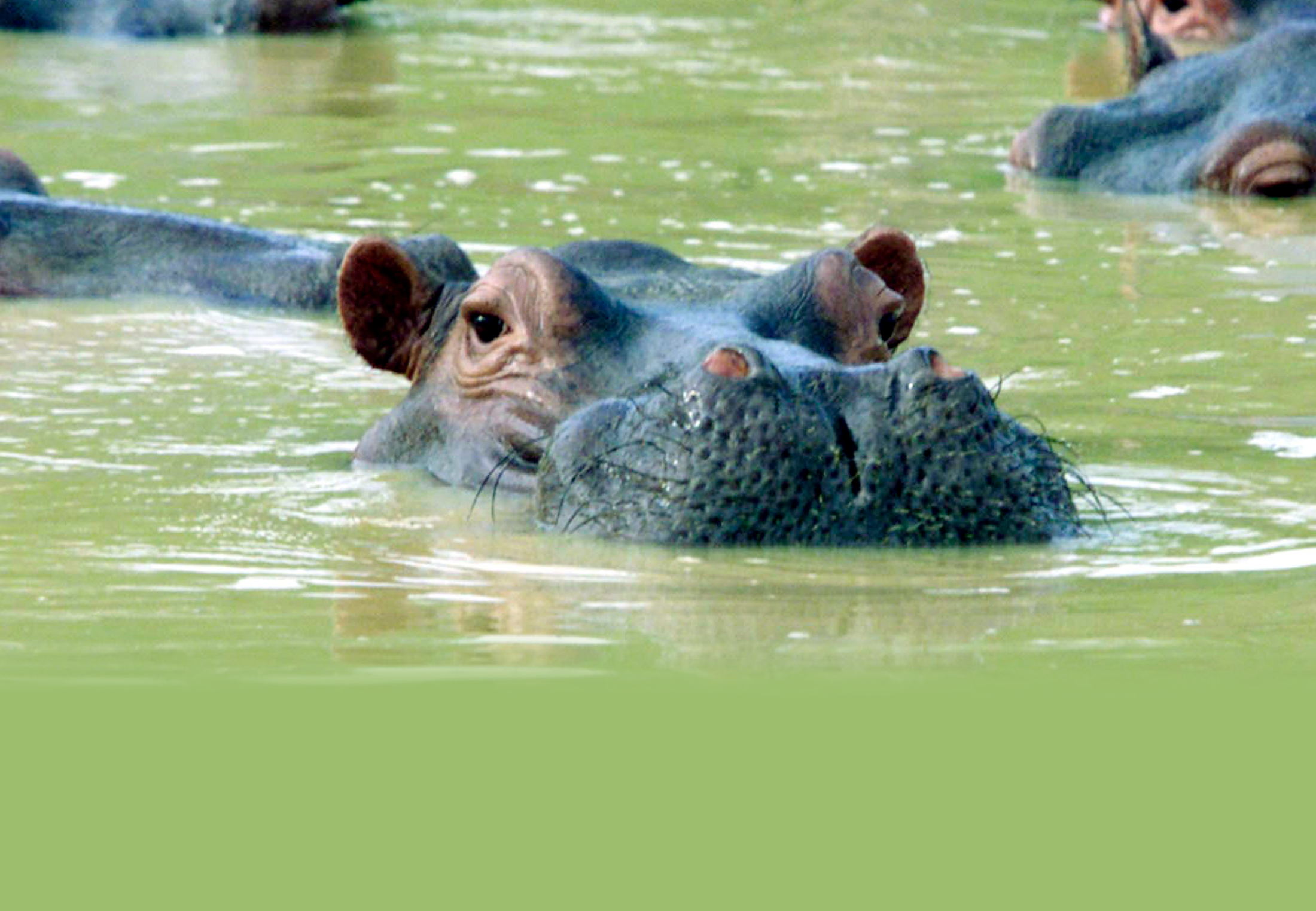 Invasion af flodheste truer befolkningen i Colombia | illvid.dk