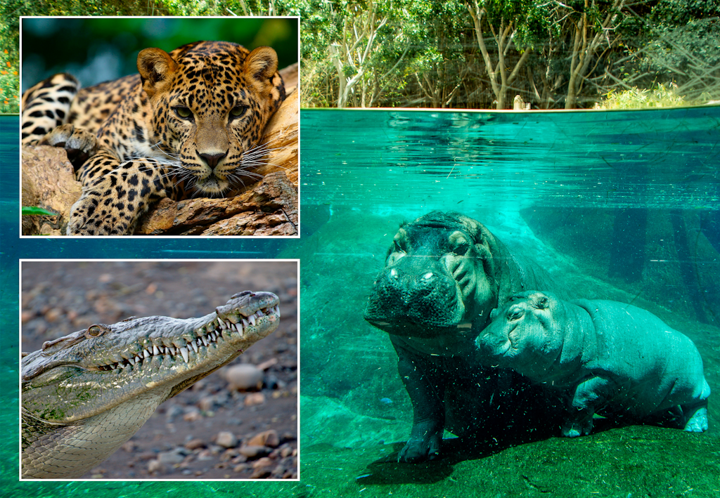 Invasjon av flodhester truer befolkningen i Colombia | illvit.no