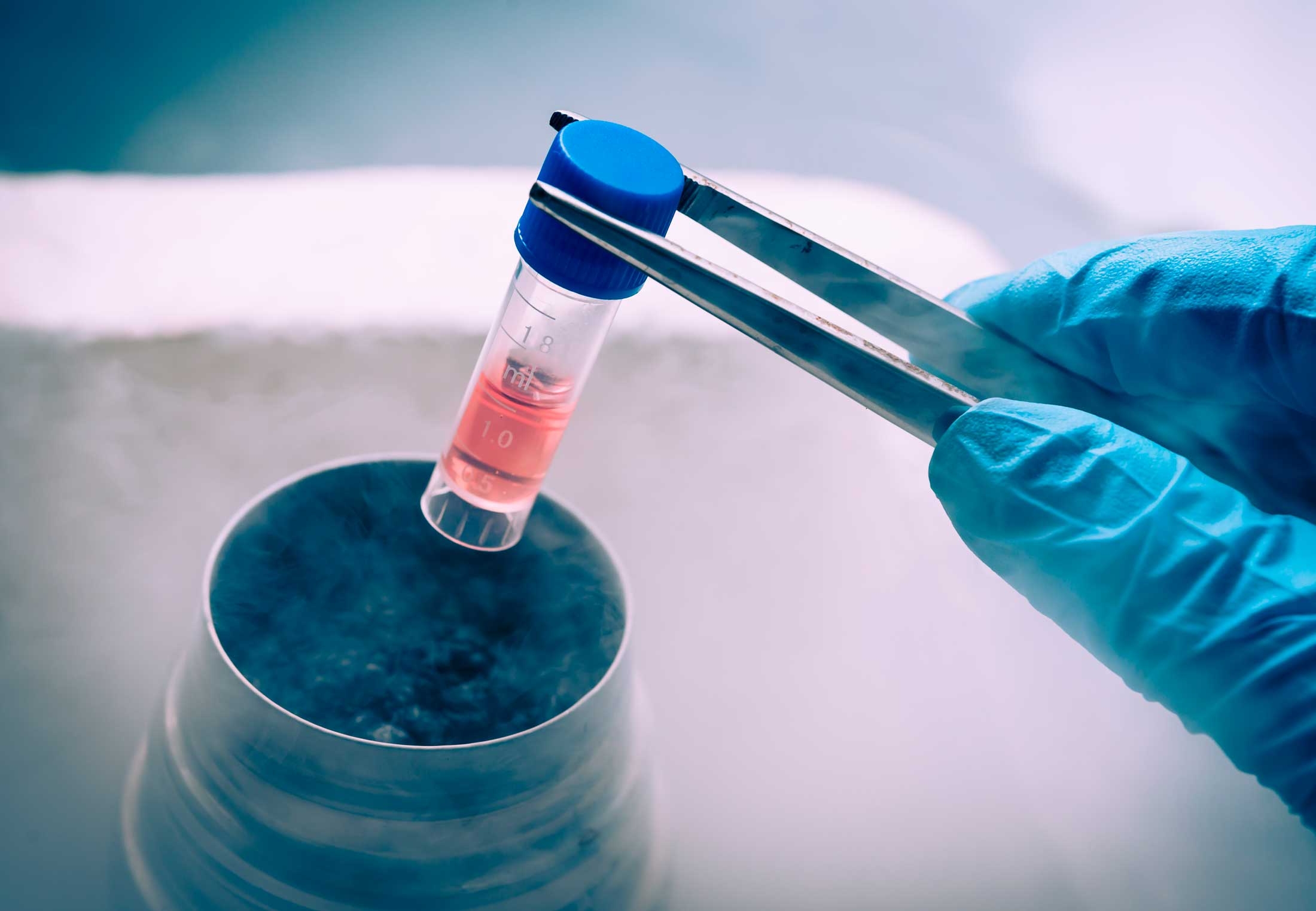 Stamceller – Hva er det? Og hva brukes de til? | illvit.no