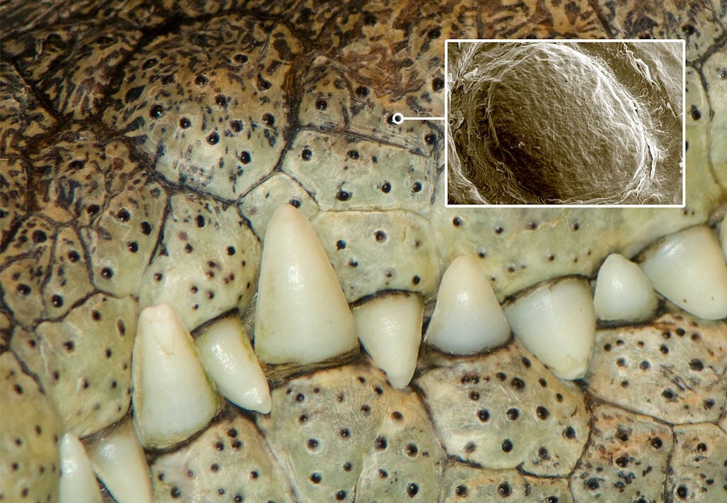 9 hudar ger djuren superkrafter | illvet.se