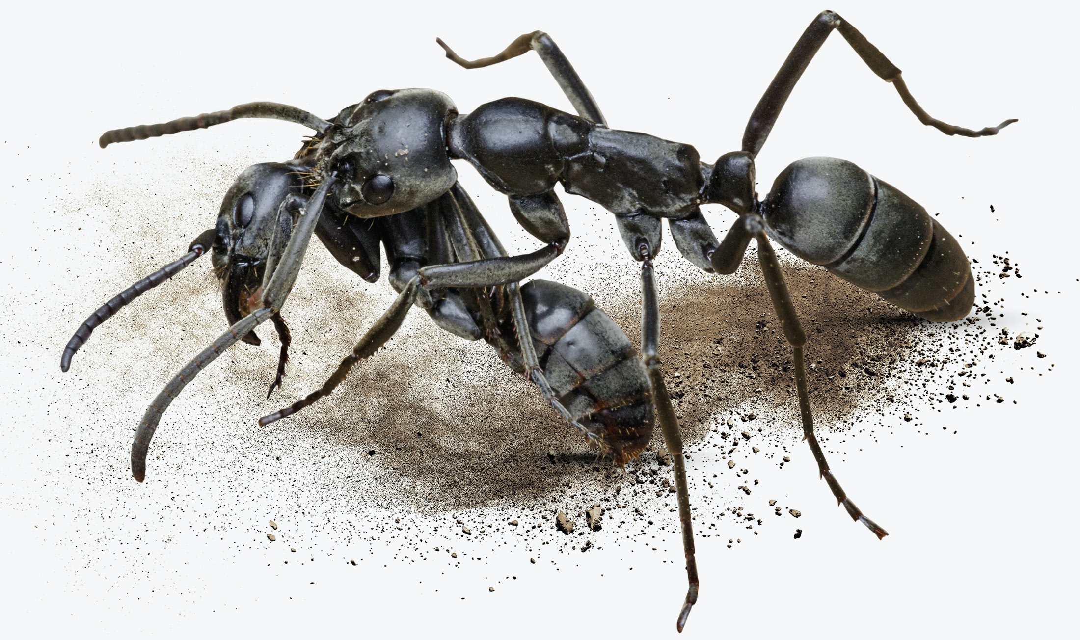 Loss of wings made ants powerful | scienceillustrated.com