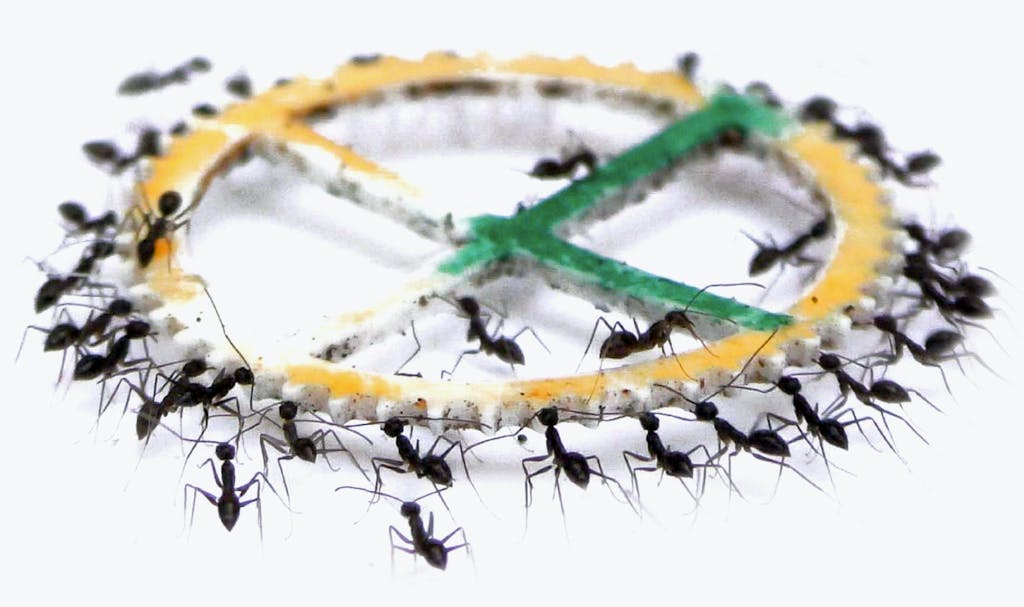 Loss of wings made ants powerful | scienceillustrated.com