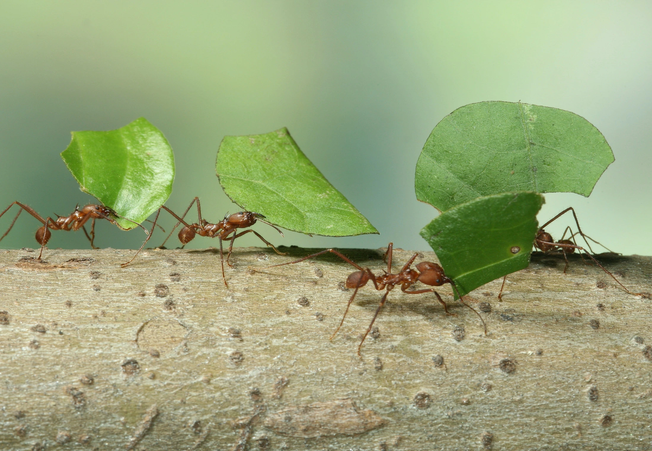 Loss of wings made ants powerful | scienceillustrated.com