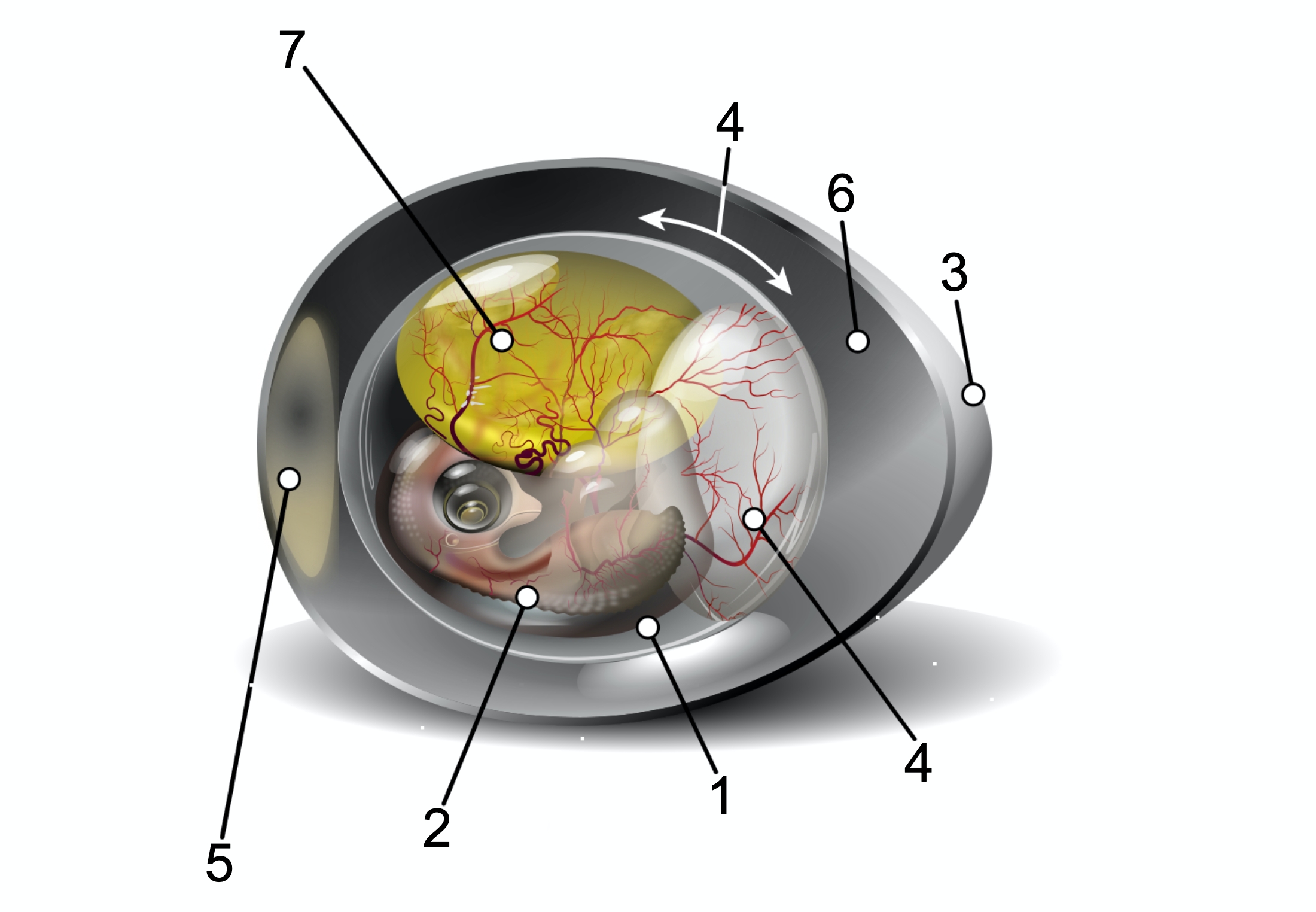 Høna eller egget? | illvit.no