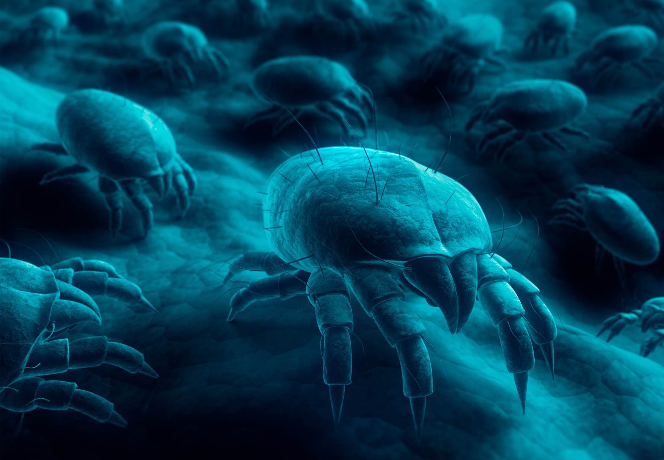 Har vi mider i ansigtet? | illvid.dk