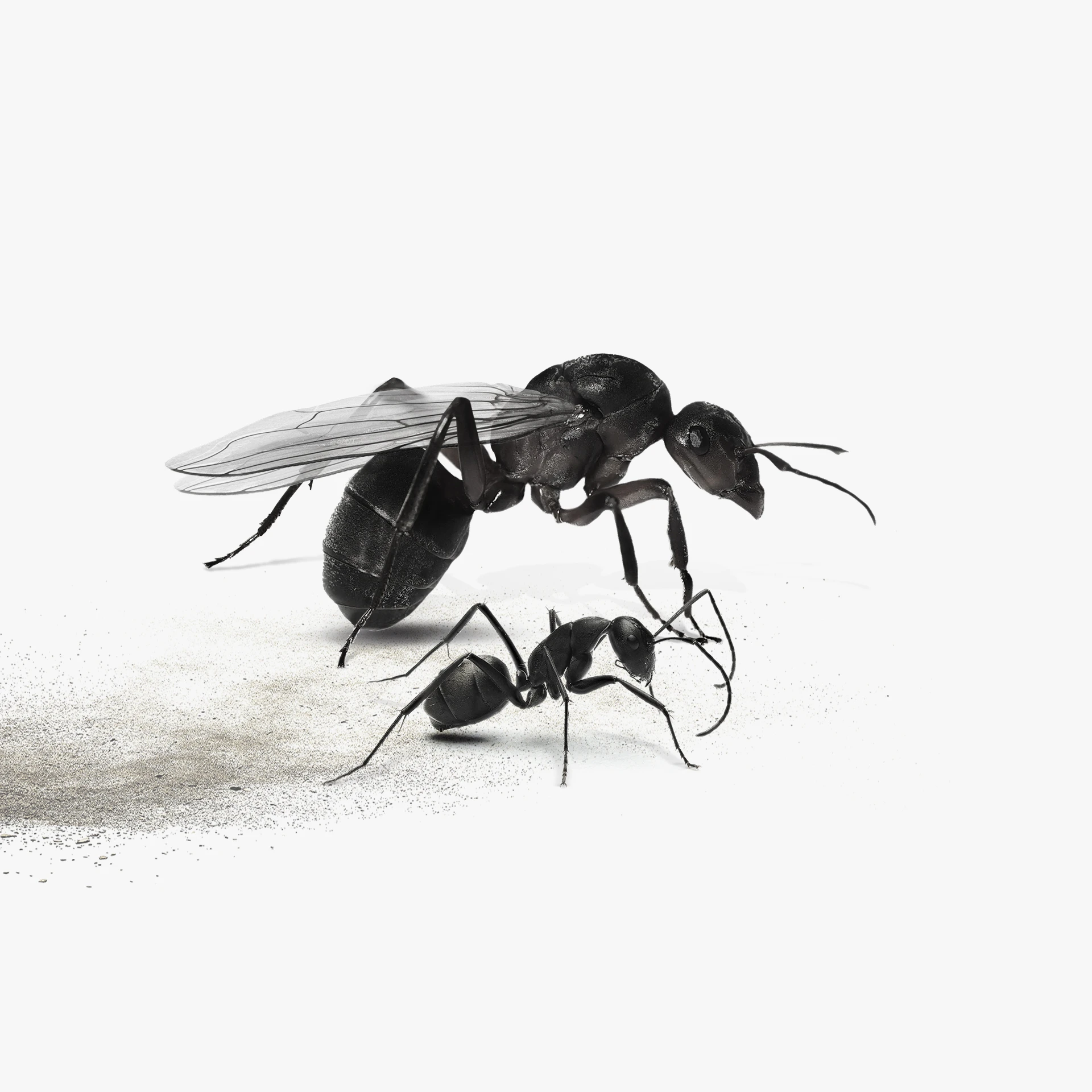 Loss of wings made ants powerful | scienceillustrated.com