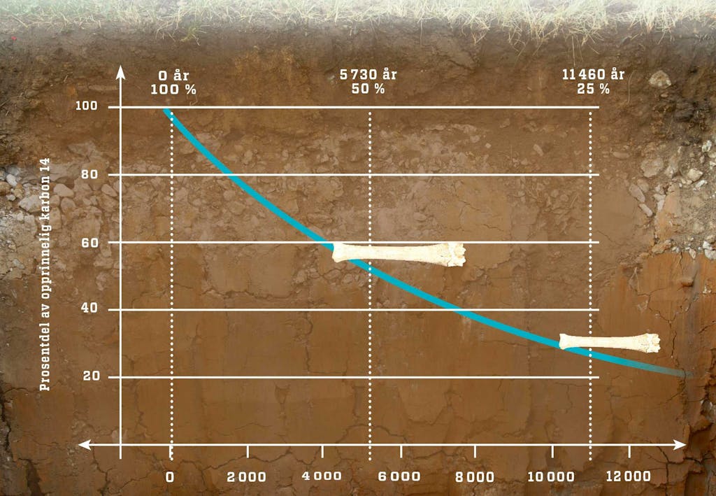 Karbon 14 - Hvordan virker karbon 14-metoden? | illvit.no