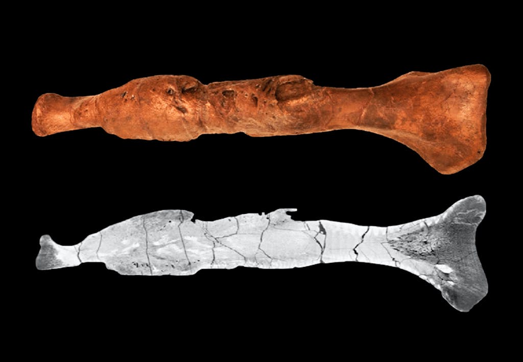 Sykdom var dinosaurenes verste fiende | illvit.no
