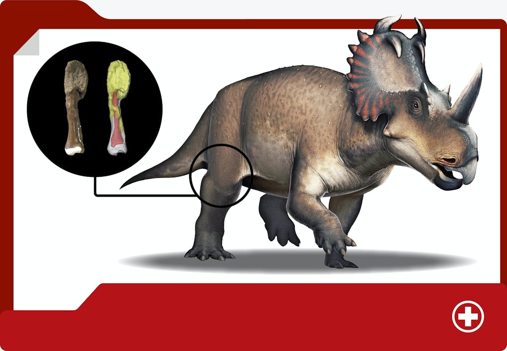 Forskere sender dinosaurer på legevakten | illvit.no