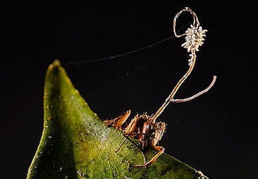 Sienet leviävät maassa | tieku.fi