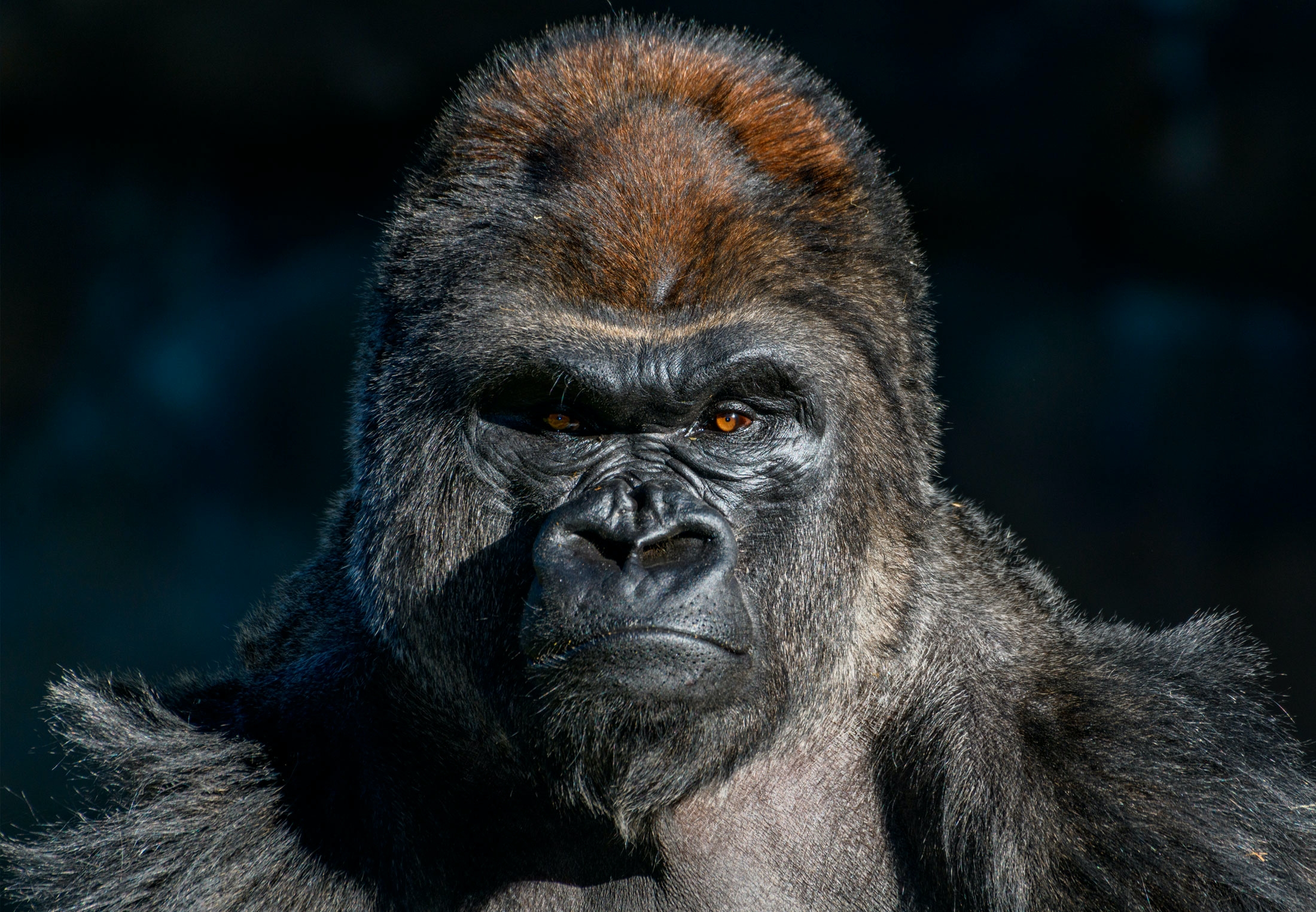 Aber - Evolutionen og det klogeste dyr i verden | illvid.dk