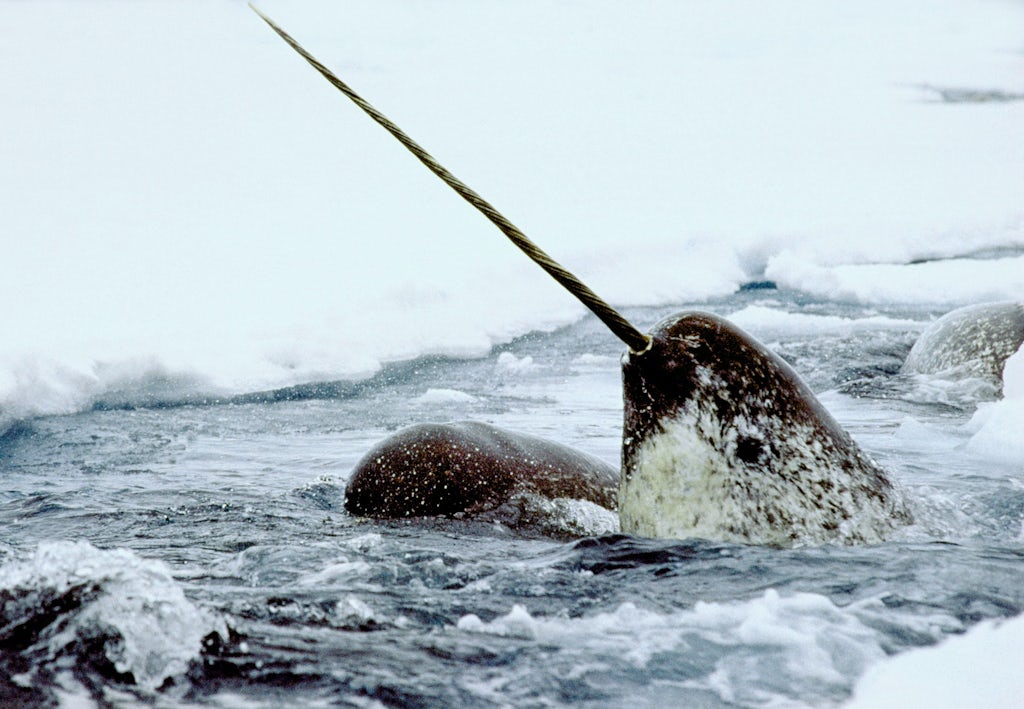 Hvilket dyr har de længste tænder? | illvid.dk