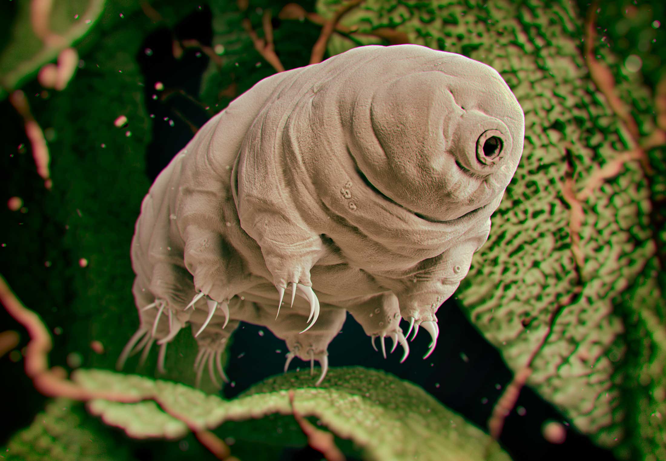 Beerdiertjes zijn de coolste dieren ter wereld | wibnet.nl