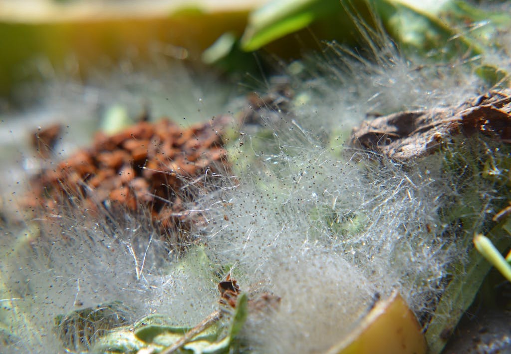 Sort svamp angriber COVID-patienter i Indien | illvid.dk