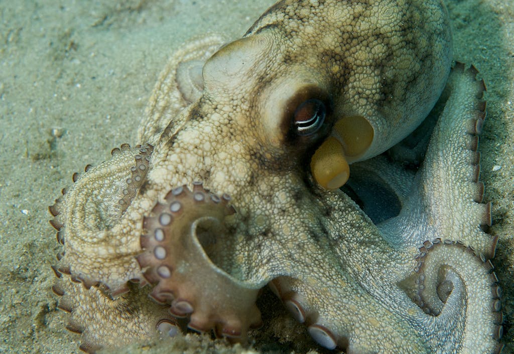 Zeedieren - De wildste, vreemdste en gevaarlijkste dieren in de zee ...