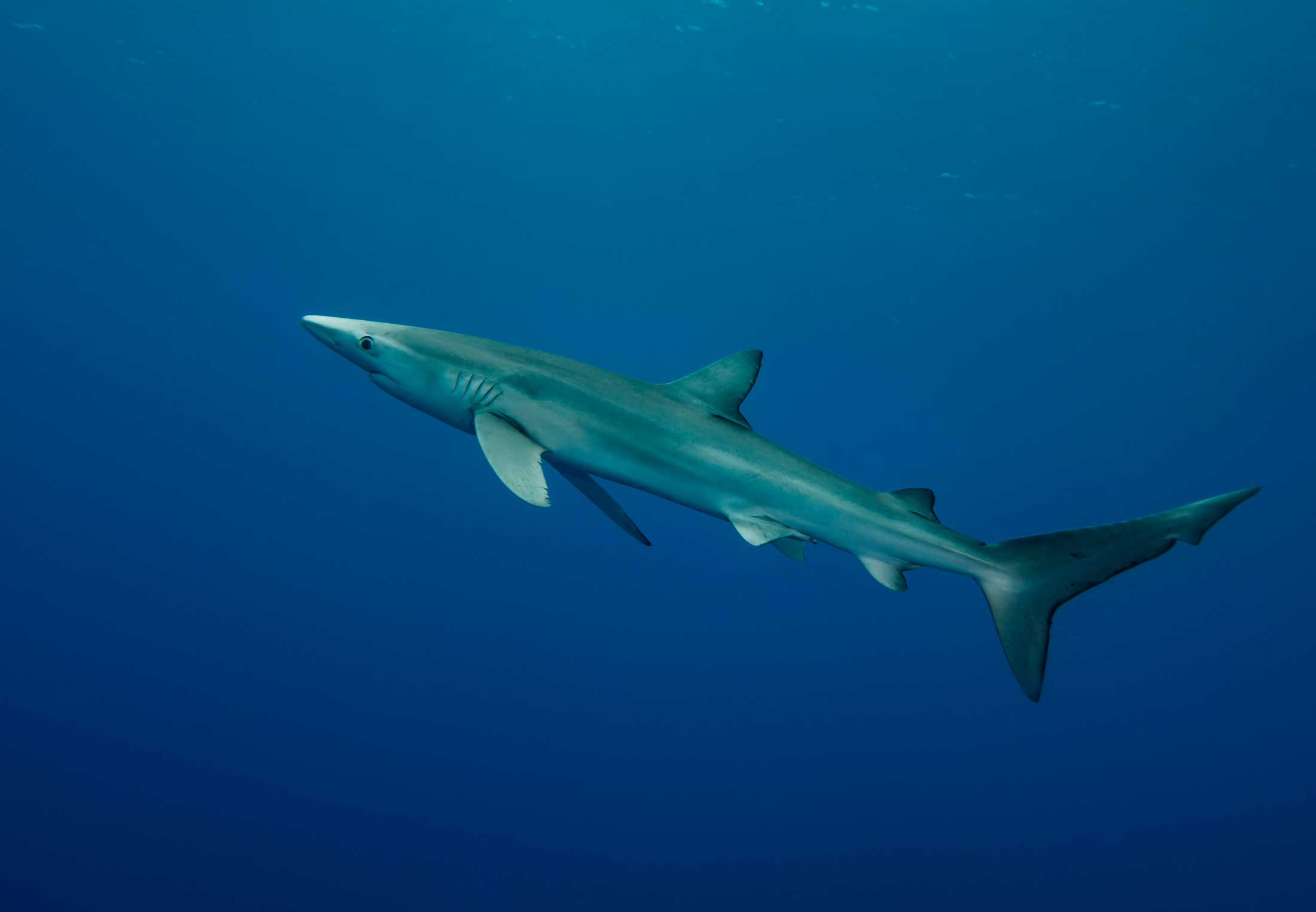 Hajer i Danmark kan blive op til 12 meter lange | illvid.dk