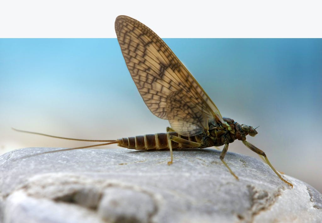 Verdens raskeste dyr: Hva er verdens raskeste dyr? | illvit.no