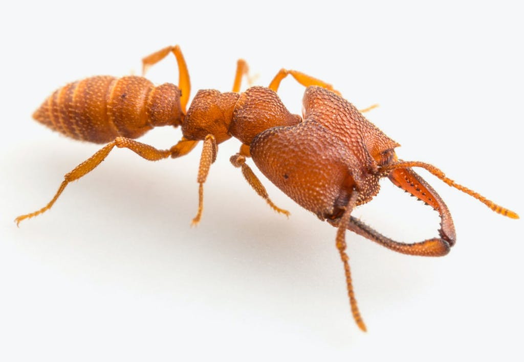 Verdens raskeste dyr: Hva er verdens raskeste dyr? | illvit.no