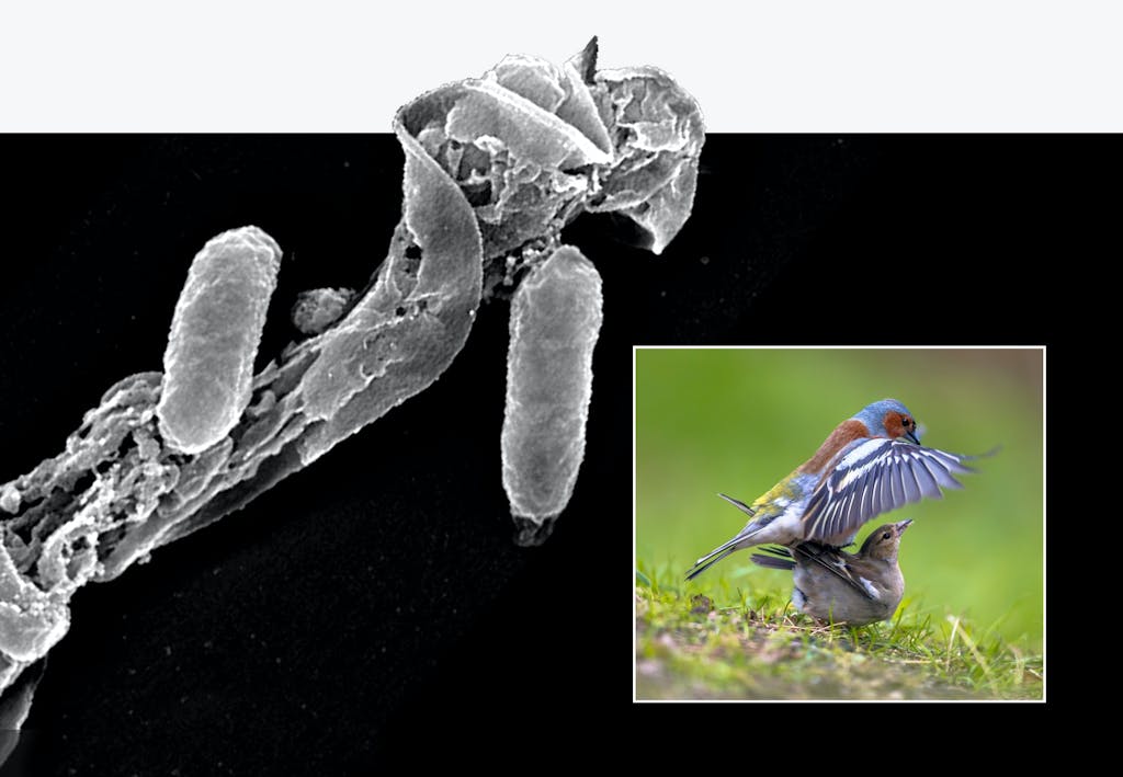 Verdens raskeste dyr: Hva er verdens raskeste dyr? | illvit.no