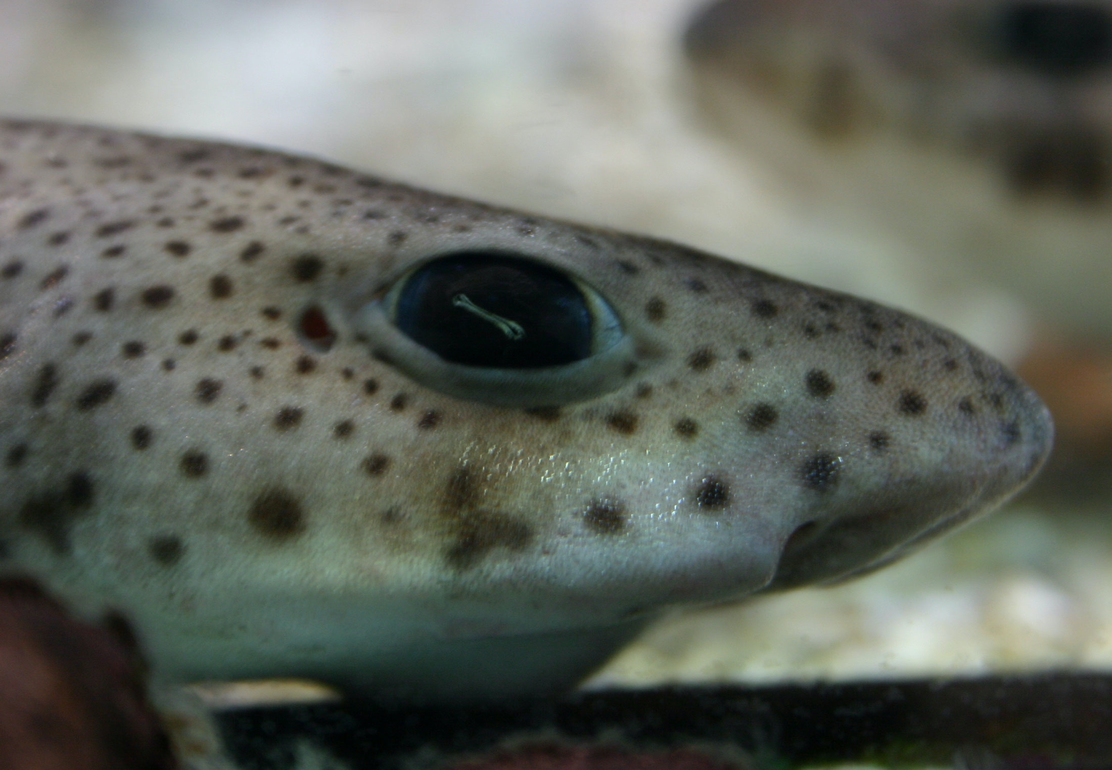 Haier i Norge kan bli opp til 12 meter lange | illvit.no