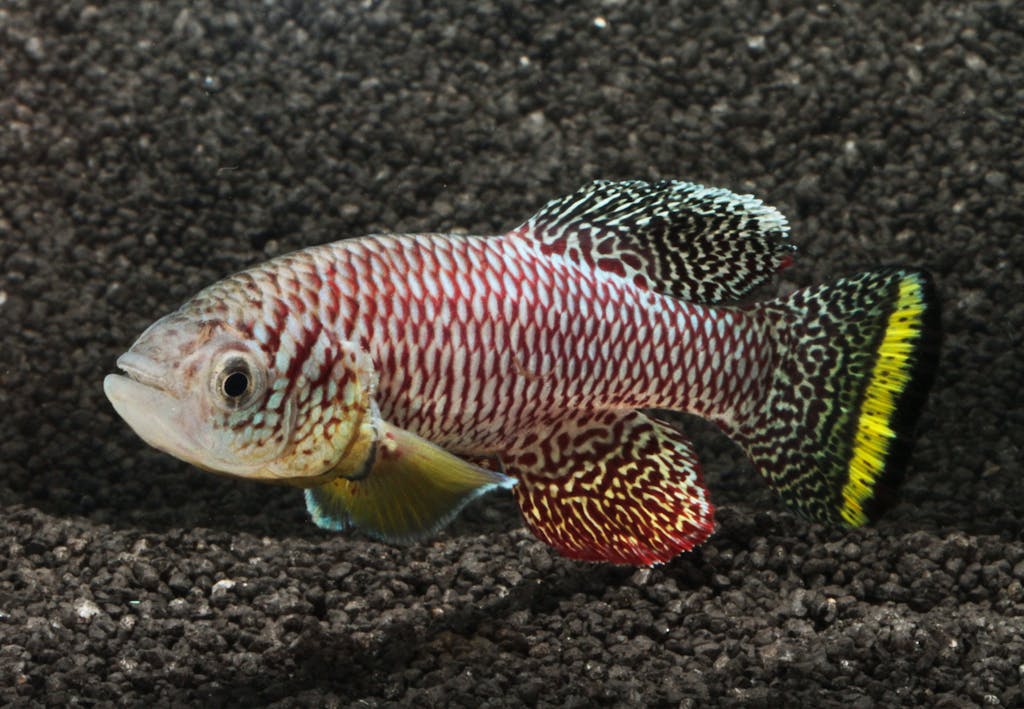 Verdens raskeste dyr: Hva er verdens raskeste dyr? | illvit.no