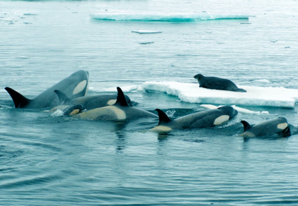 Orka’s vangen voor het eerst deze dolfijn | wibnet.nl
