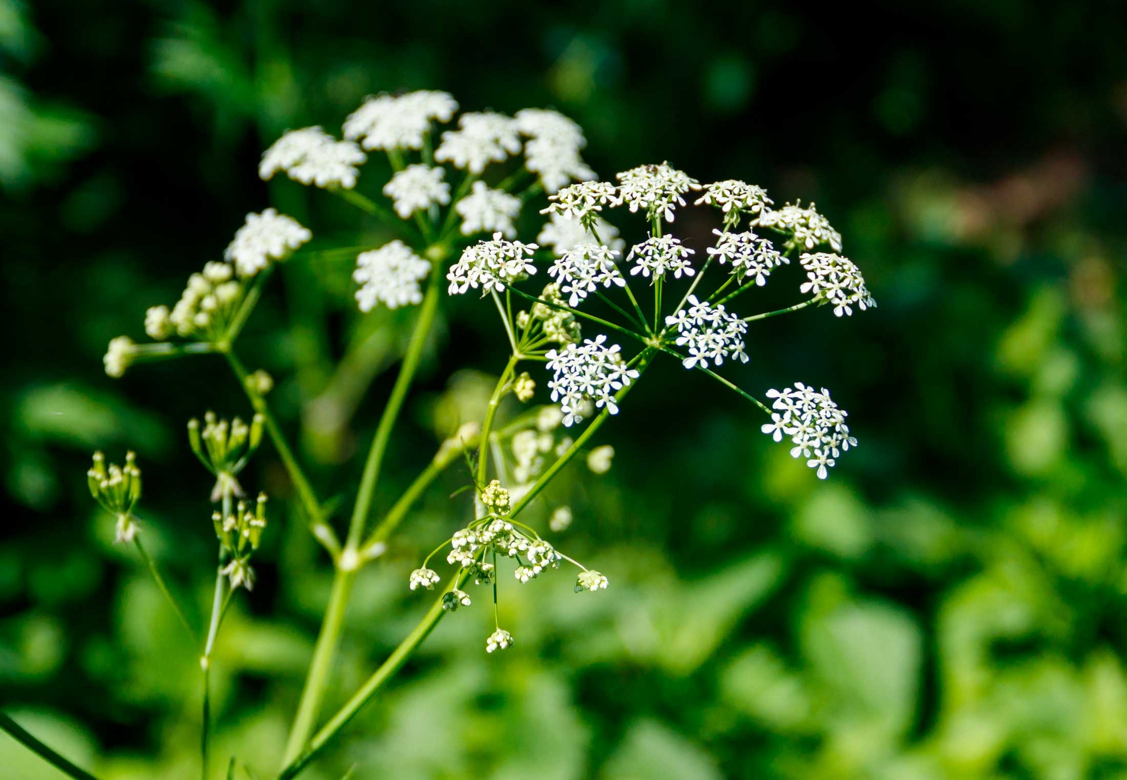 9 giftige danske planter, der kan slå dig ihjel | illvid.dk