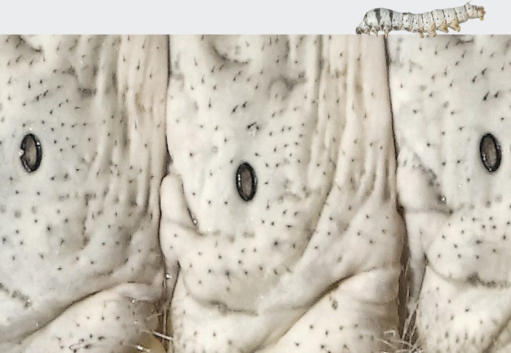 Waar kwam de zuurstof vandaan? | wibnet.nl