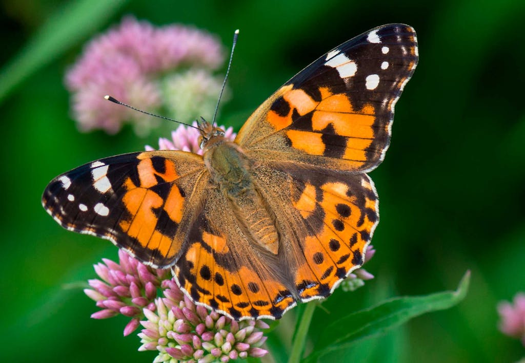 Sommerfugle i Danmark - Få det fulde overblik her | illvid.dk