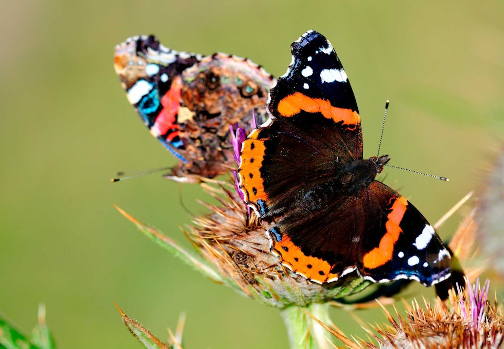 Sommerfugle i Danmark - Få det fulde overblik her | illvid.dk