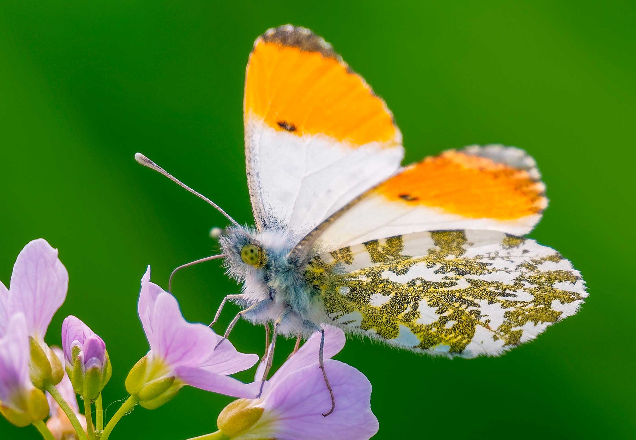 De mest almindelige sommerfugle i Danmark | illvid.dk