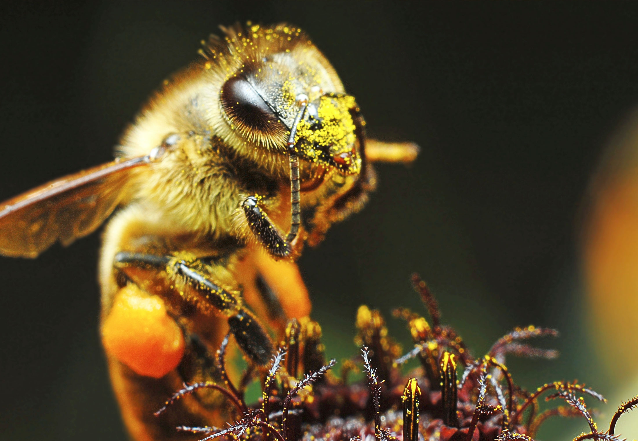 Insecten | Wat zijn insecten? En wat eten ze? | wibnet.nl