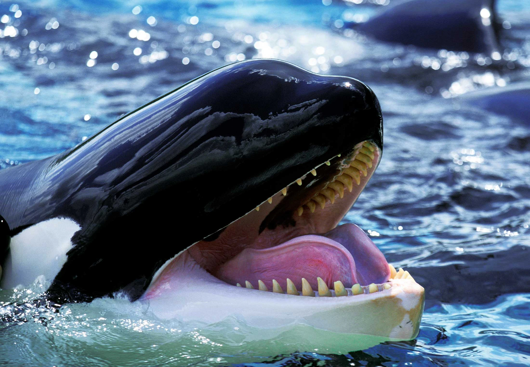 De orka is een ijskoude killer | wibnet.nl