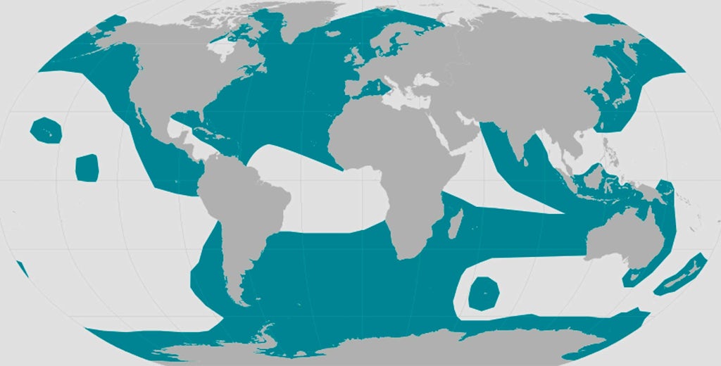 De orka is de moordmachine van de oceaan | wibnet.nl
