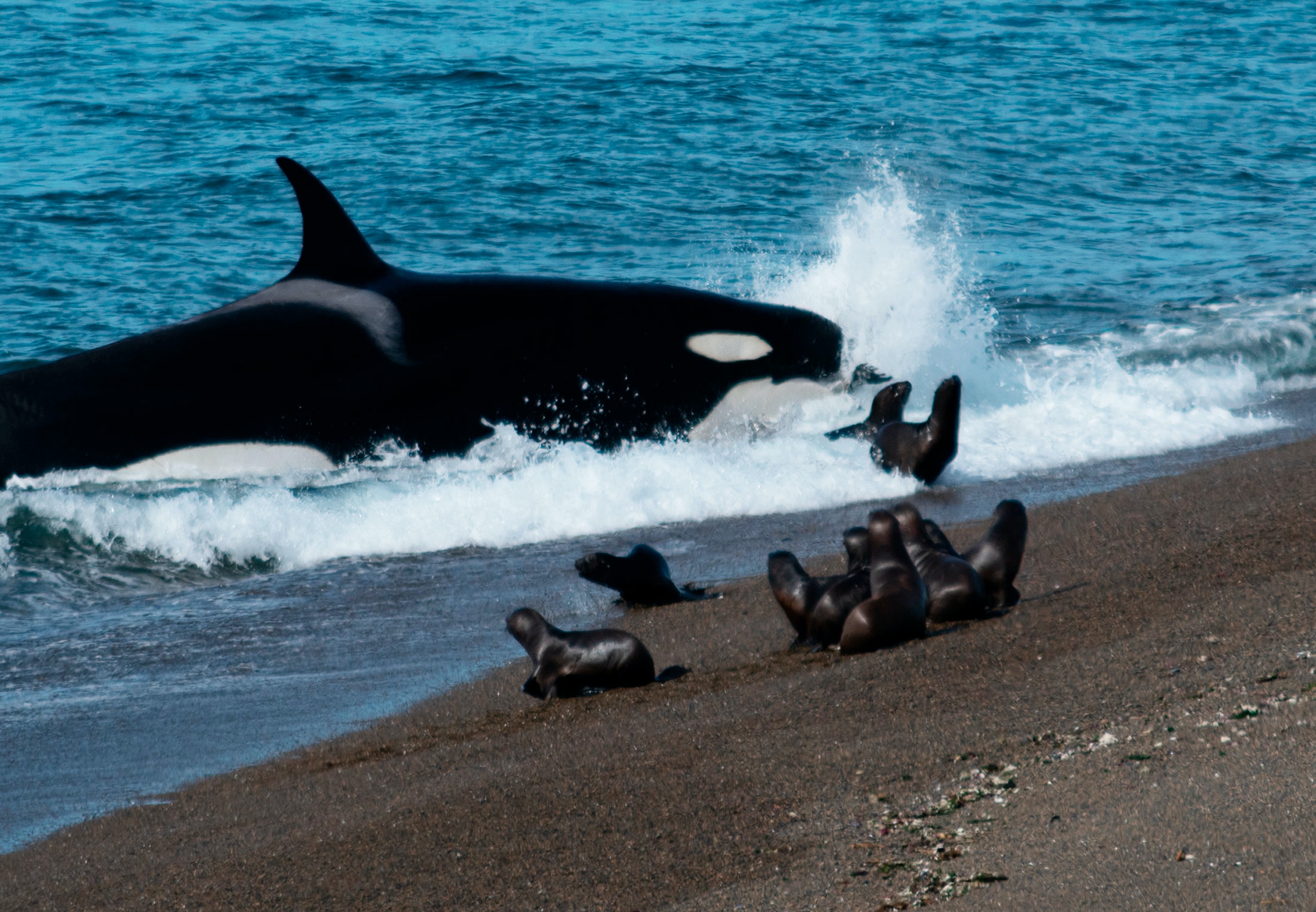 De orka is de moordmachine van de oceaan | wibnet.nl