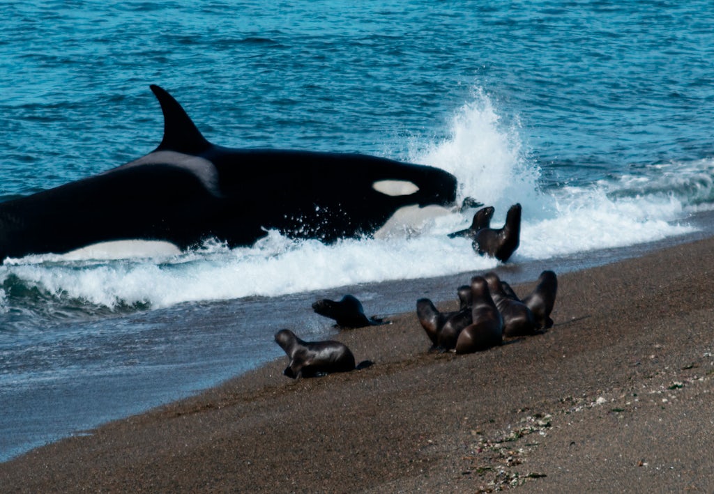 De orka is de moordmachine van de oceaan | wibnet.nl