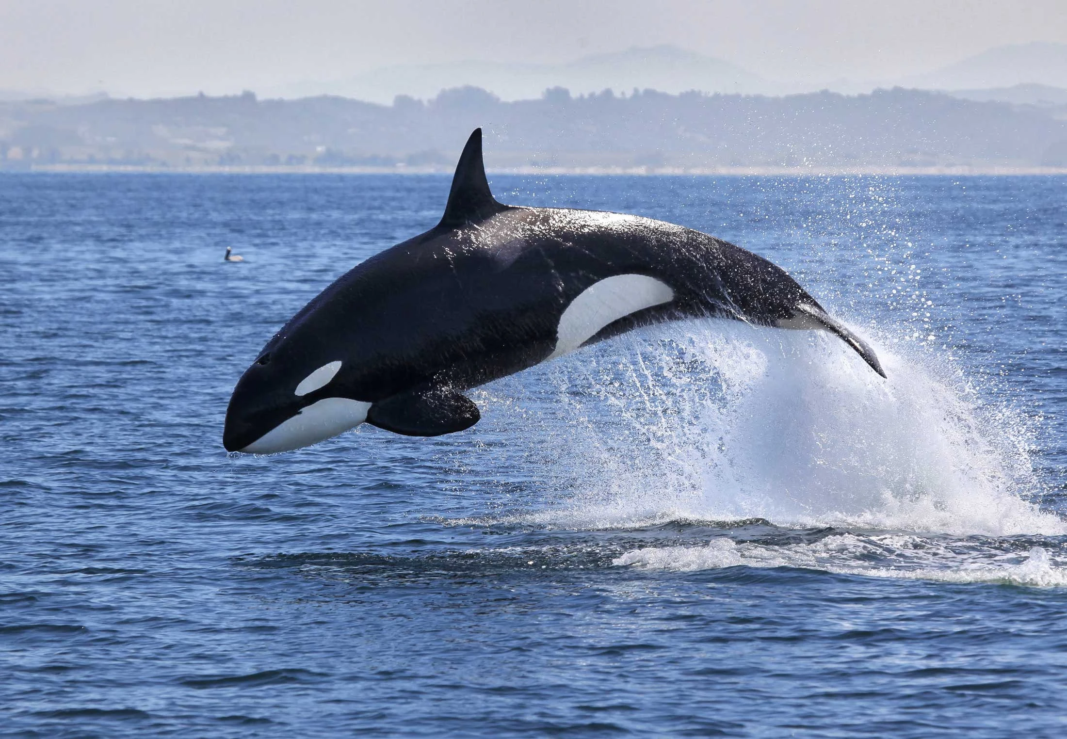 De orka is een ijskoude killer | wibnet.nl