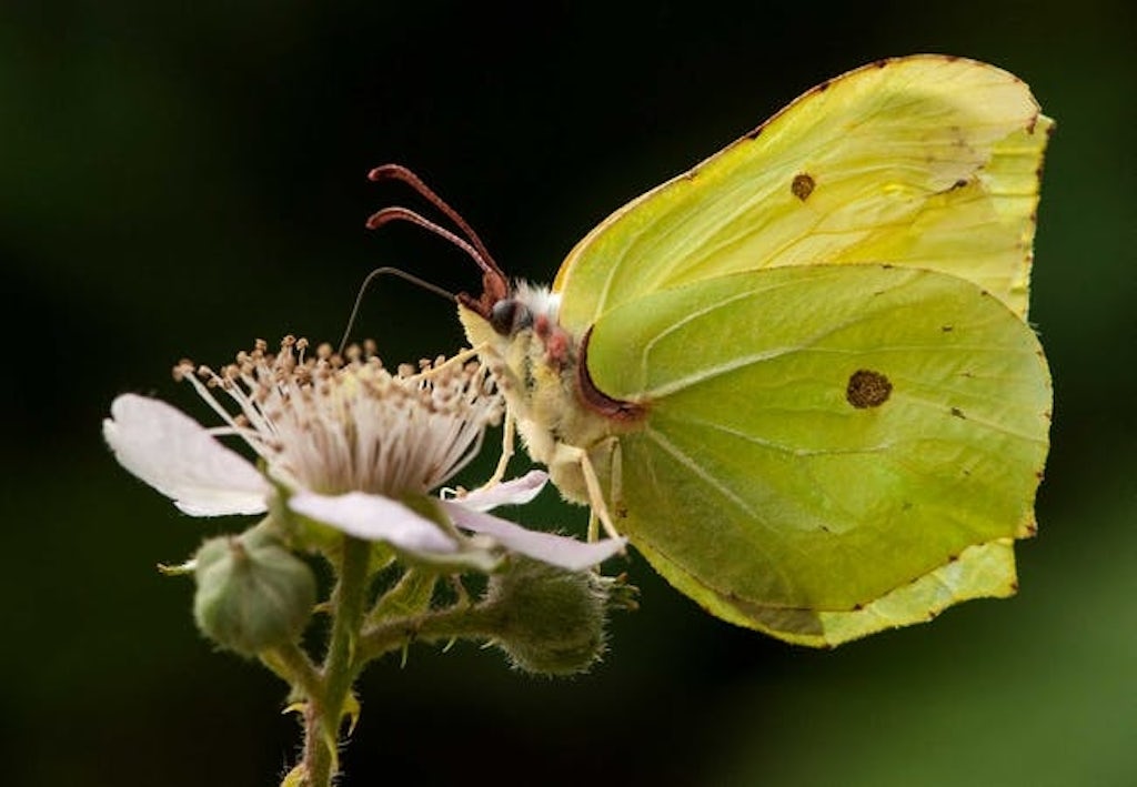 Vanlige sommerfugler i Norge – se listen her | illvit.no