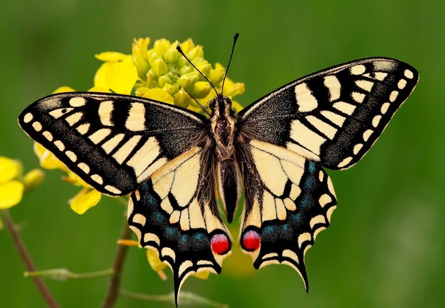 Veelvoorkomende vlinders in Nederland – zie de lijst | wibnet.nl
