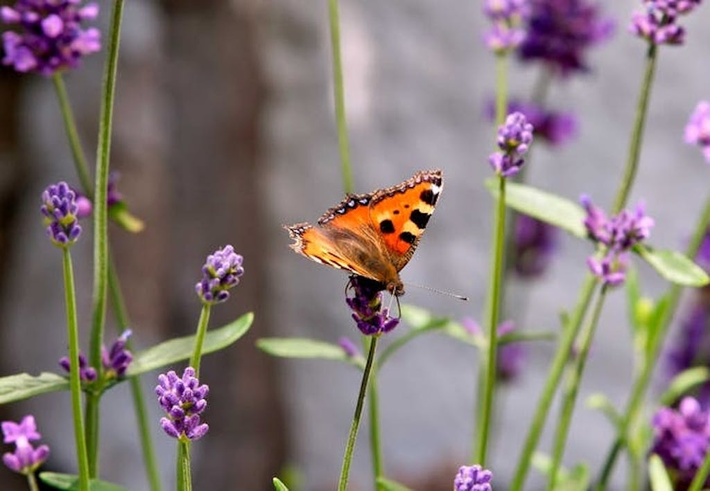 Insecten | Wat zijn insecten? En wat eten ze? | wibnet.nl