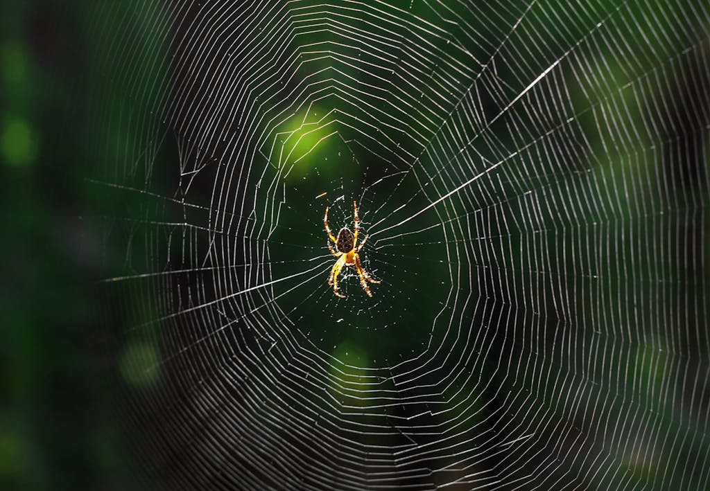 Edderkopper - Læs alt om de flerbenede kryb her | illvid.dk